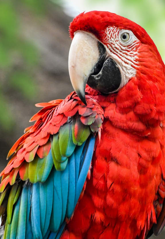 Loro Parque Tenerife, Attraction Park
